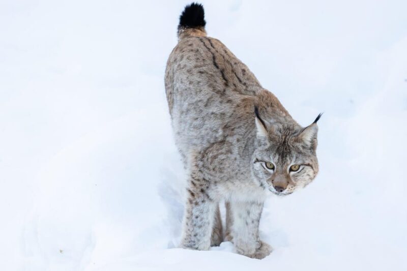 Ranua: Wildlife Park Entrance Ticket - Authentic Encounters and Animal Care