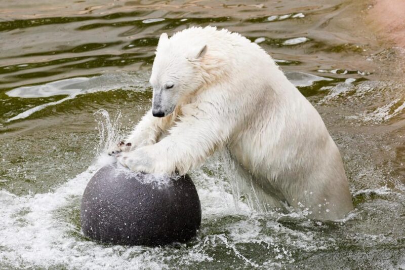 Ranua: Wildlife Park Entrance Ticket - The Sum Up: Who Will Love Ranua Wildlife Park