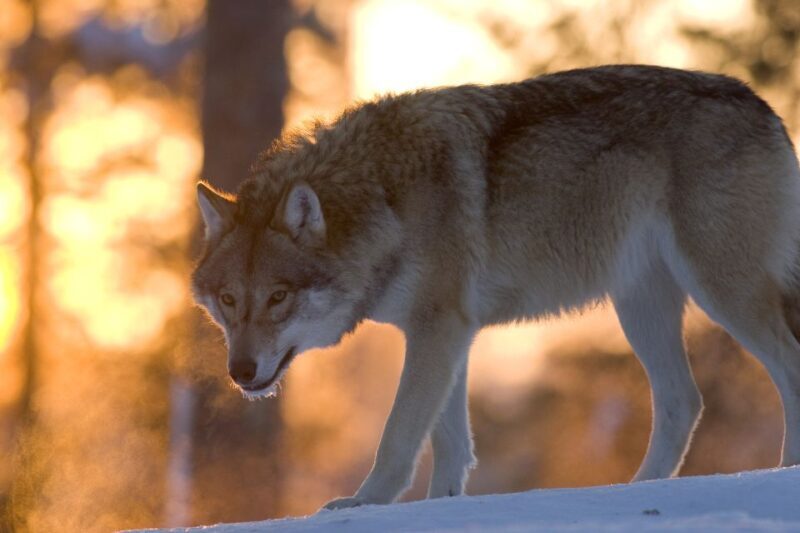 Ranua Wildlife Park Guided Tour from Rovaniemi - Key Points