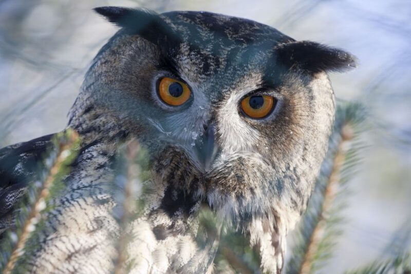 Ranua Wildlife Park Guided Tour from Rovaniemi - What Is the Ranua Wildlife Park Tour All About?