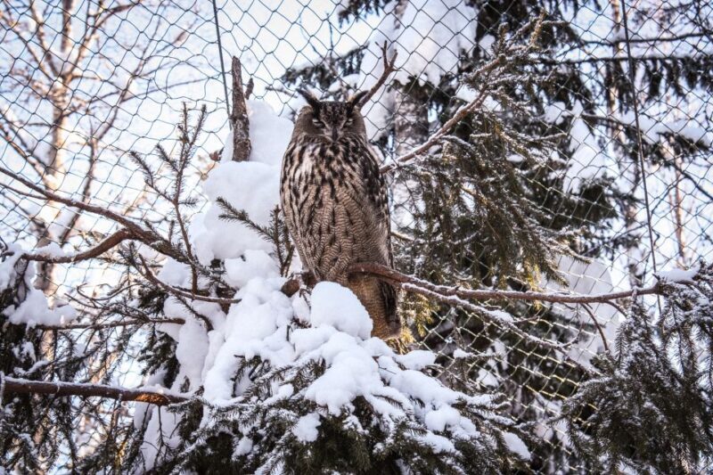 Ranua Wildlife Park Guided Tour from Rovaniemi - The Transportation and Practical Details