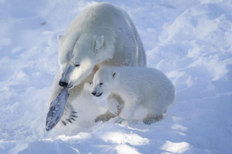 Ranua Wildlife Park Guided Tour from Rovaniemi - What the Tour Includes and Excludes