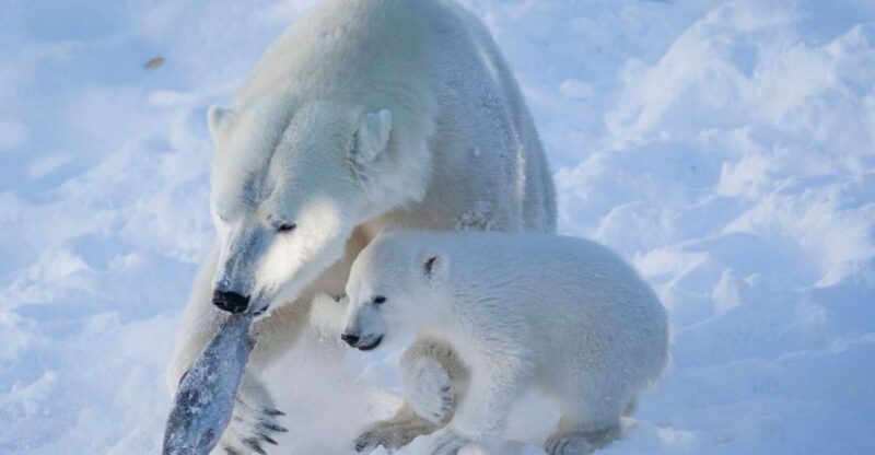 Ranua Wildlife Park Guided Tour from Rovaniemi - Frequently Asked Questions