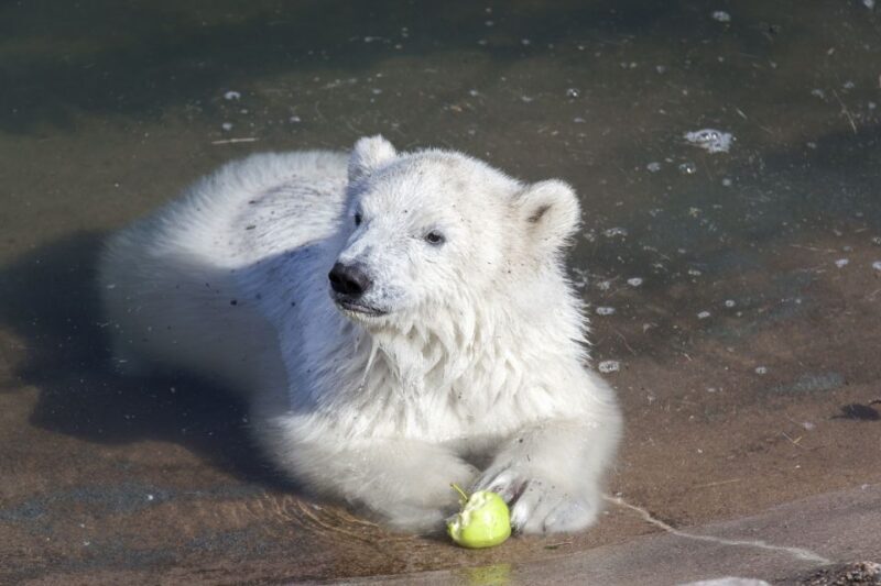 Ranua Wildlife Park Guided Tour from Rovaniemi, With Lunch - An Enthusiastic Exploration of Ranua Wildlife Park