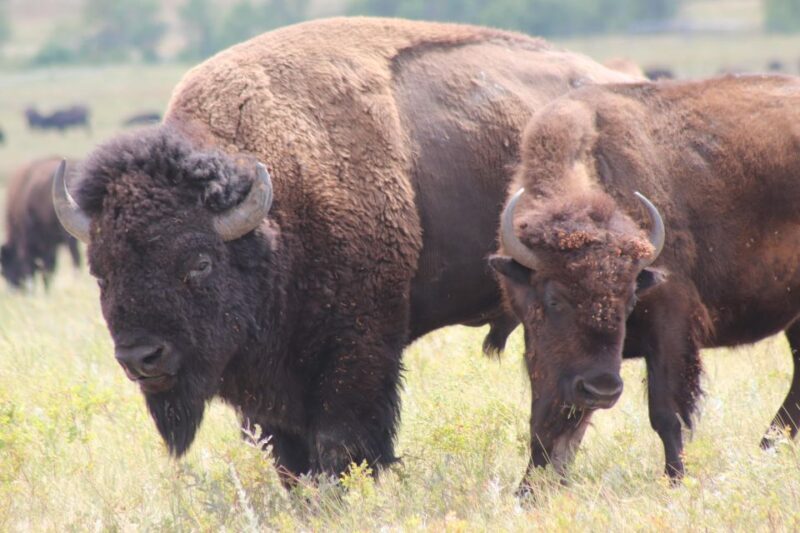 Rapid City: Black Hills and Mt Rushmore Day Tour with Lunch - Final Thoughts
