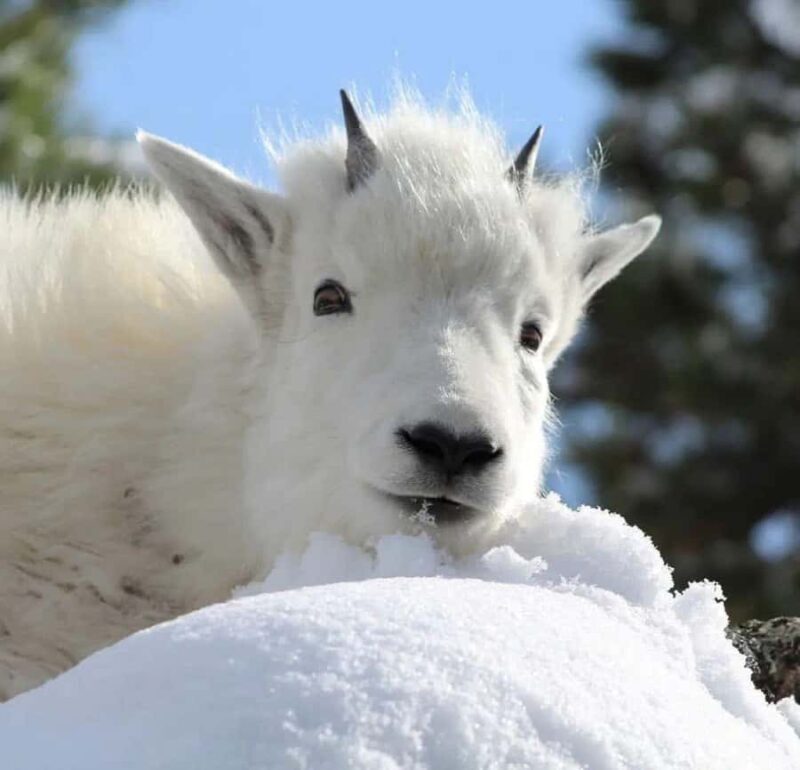 Rapid City: Mount Rushmore Winter Tour - The Experience: What to Expect on the Tour