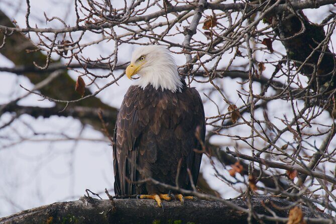 Raptor Encounters and Immersive Dome Experience - Practical Details and Considerations