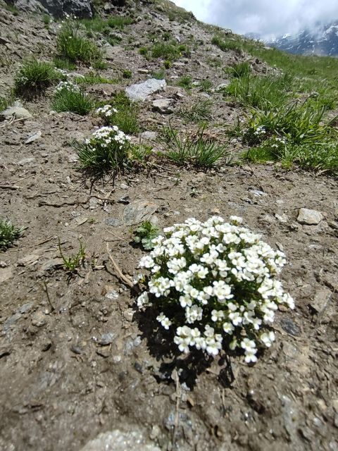 RARE PLANTS IN AOSTA VALLEY - Exploring the Rare Plants of Aosta Valley: A Nature-Lover’s Delight