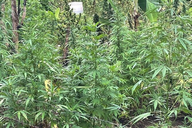 Rastasafari Experience ATV Adventure and Local Day Out - FAQ