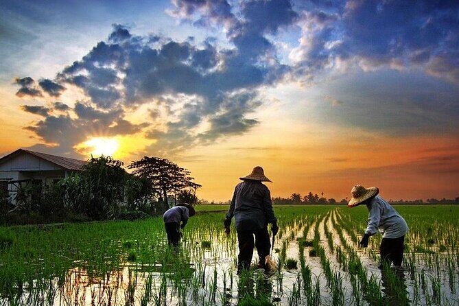 Real Experience of Being a Farmer in the Paddy - Real Experience of Being a Farmer in the Paddy: A Hands-On Look at Malaysian Rice Culture