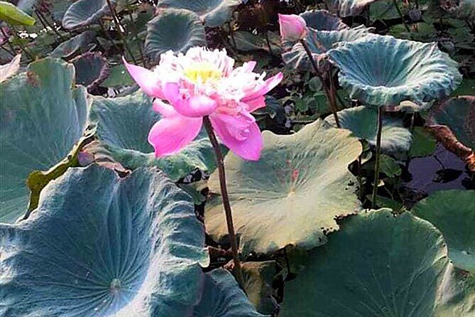 Real Vietnam Countryside Bicycle Tour & Enjoy Sunset On Wood Boat - Key Points