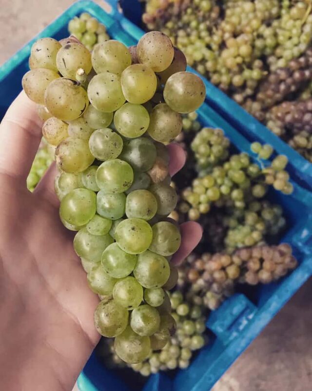 Recorrido + 1 vino / Tour + 1 wine - Why This Tour Offers Good Value