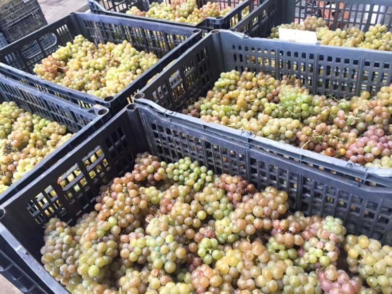 Recorrido + 3 vinos + Maridaje/Tour + 3 wines + Cheese board - A Practical Look at the Chihuahua Winery Experience: Bodegas Pinesque