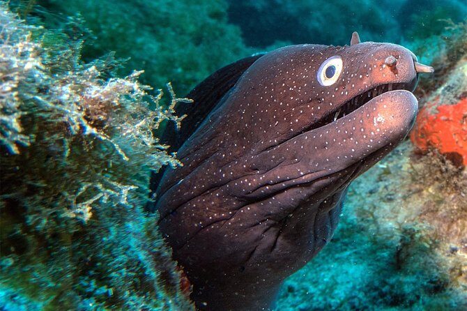 RECREATIONAL DIVE (certified divers only) : Explore Canarian Sealife - Exploring Canarian Marine Life: An In-Depth Look at the Tenerife Dive Tour