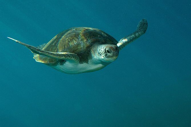 RECREATIONAL DIVE (certified divers only) : Explore Canarian Sealife - Key Points