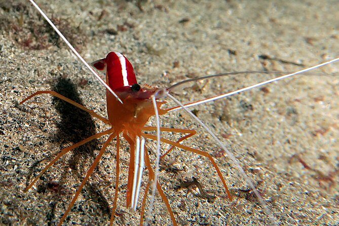 RECREATIONAL DIVE (certified divers only) : Explore Canarian Sealife - Why This Tour Is a Great Value