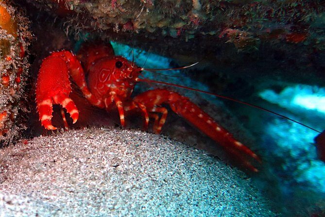 RECREATIONAL DIVE (certified divers only) : Explore Canarian Sealife - The Small-Group Advantage