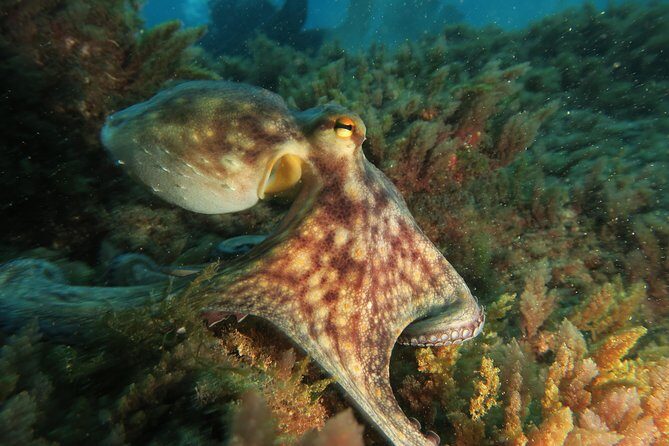 RECREATIONAL DIVE (certified divers only) : Explore Canarian Sealife - Booking and Practicalities