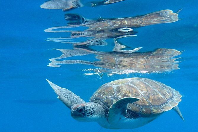 RECREATIONAL DIVE (certified divers only) : Explore Canarian Sealife - Final Thoughts: Is This Tour Right for You?