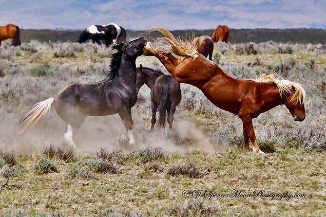 Red Canyon Wild Mustang Safari Truck Tours In Cody Wyoming! - A Detailed Look at the Wyoming Mustang Safari