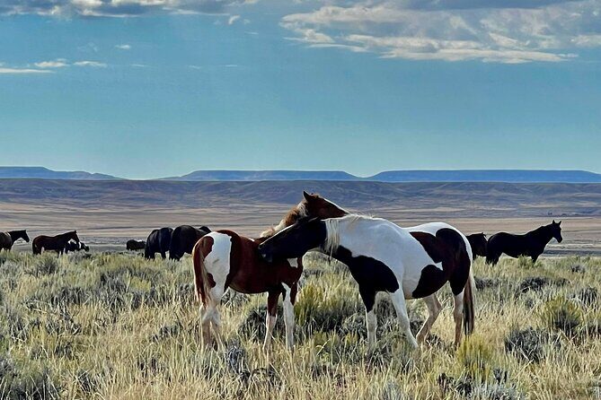 Red Canyon Wild Mustang Safari Truck Tours In Cody Wyoming! - Final Thoughts: Is the Red Canyon Mustang Safari for You?