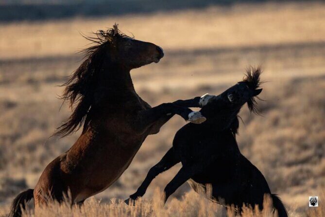 Red Canyon Wild Mustang Tours And Safaris In Cody Wyoming - What You’ll See and Experience