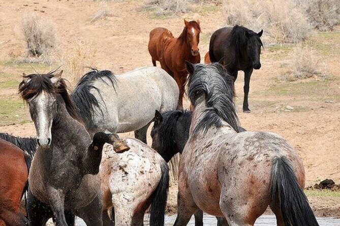 Red Canyon Wild Mustang Tours And Safaris In Cody Wyoming - The Value of the Experience