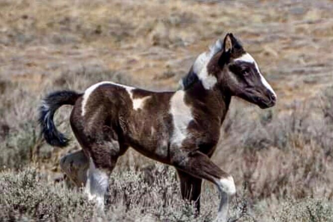 Red Canyon Wild Mustang Tours And Safaris In Cody Wyoming - The Sum Up