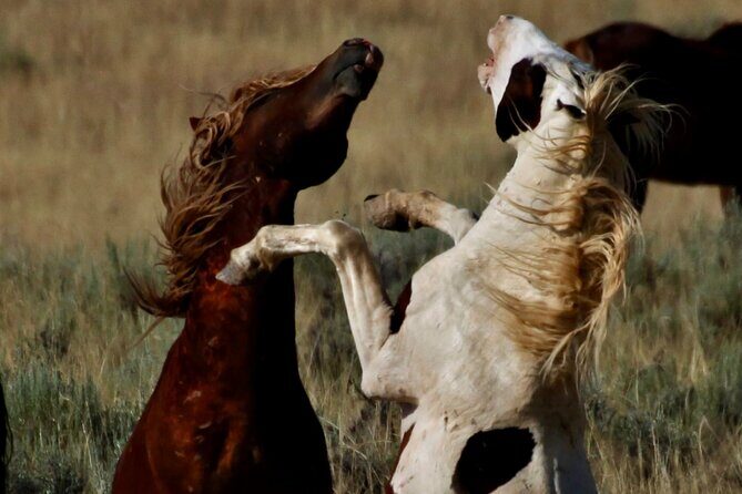 Red Canyons Best Of The Wild West Wild Mustang+Rafting Adventure - FAQ