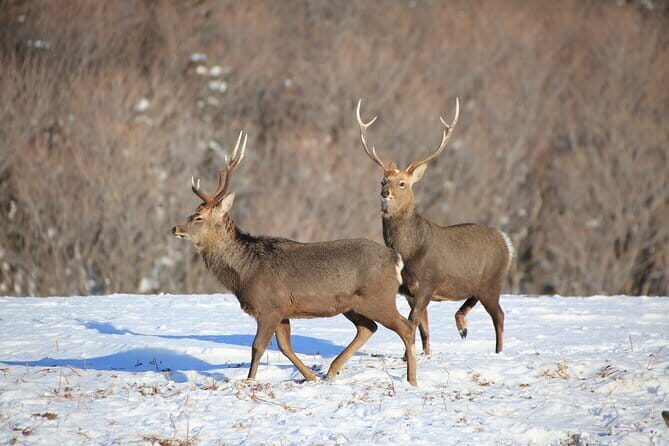 Red Crowned Crane and Wildlife Watching - Based on the reviews, what travelers love most