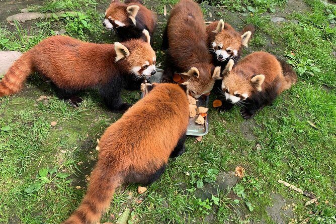 Red Panda Volunteer in Wolong Panda Base Private Tour - The Tour Overview