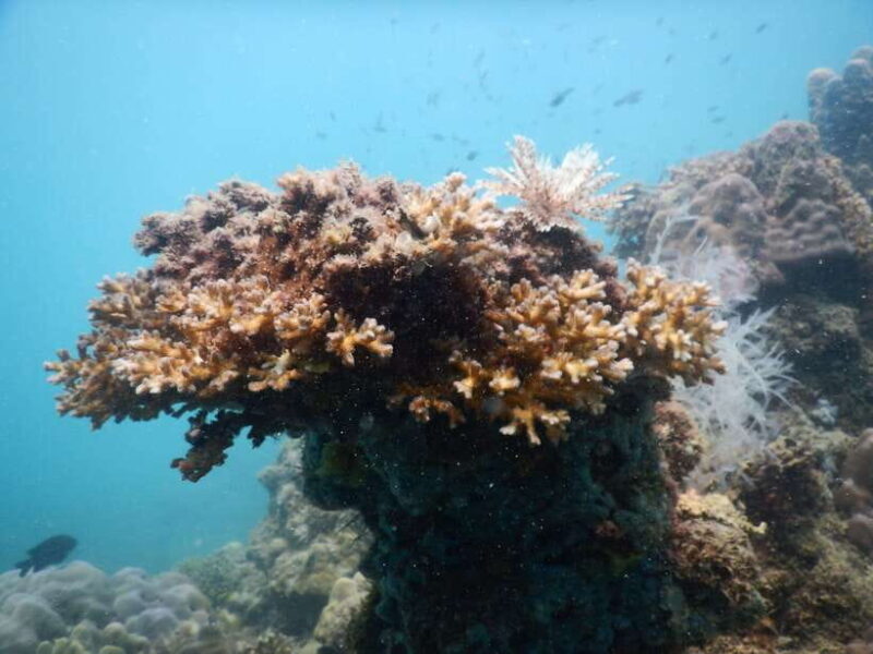 [Red River Tours] Luxury Professional Scuba Diving - An In-Depth Look at the Tour Experience