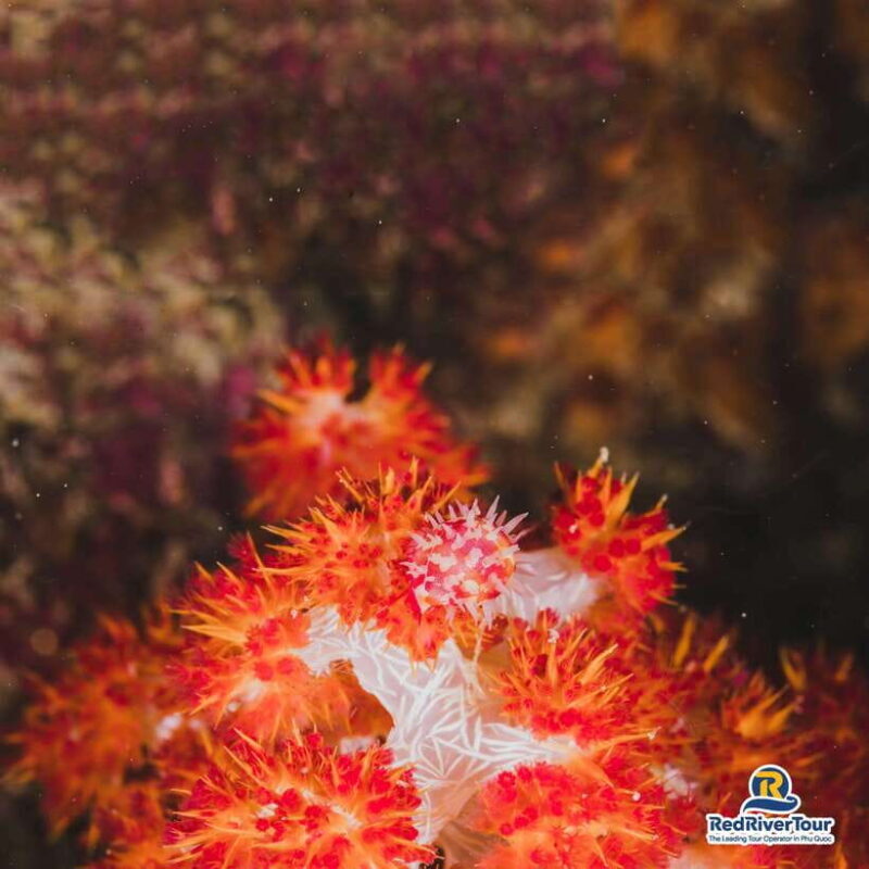 [Red River Tours] Luxury Professional Scuba Diving - The Sum Up