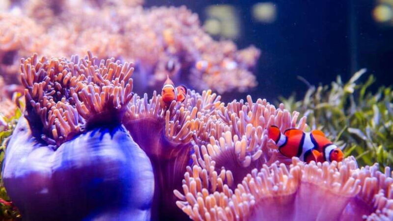 Red River Tours - Sea Walking Experience in Phu Quoc - A Practical Look at the Tour Experience