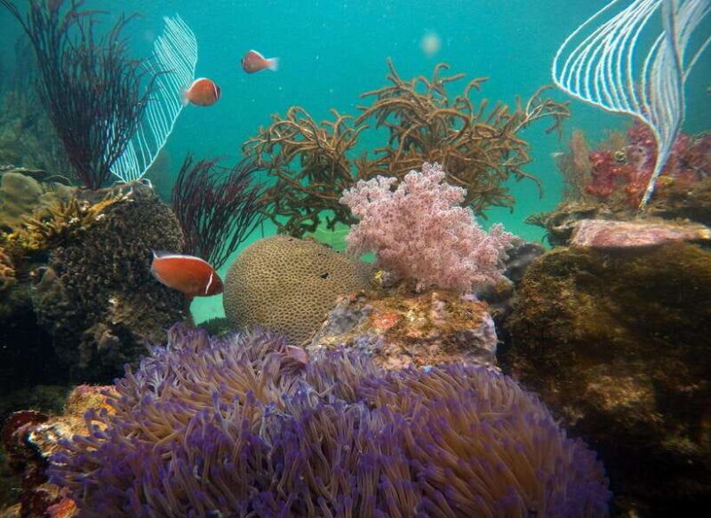 Red River Tours - Sea Walking Experience in Phu Quoc - Authentic Reviews and Traveler Insights