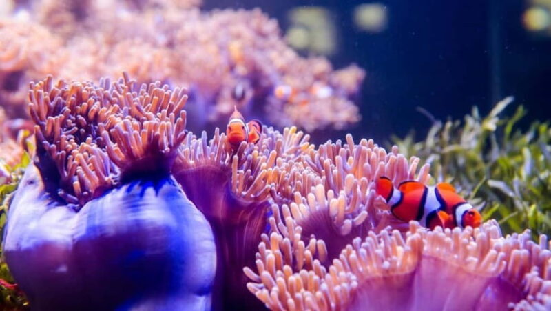 Red River Tours - Sea Walking Experience in Phu Quoc - Pricing and Value