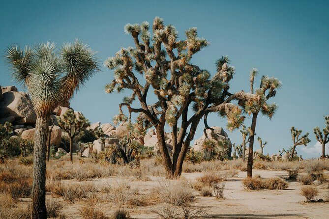 Red Rock Canyon & Calico Basin Self Guided Audio Tour - The Sum Up: Who Should Consider This Tour?