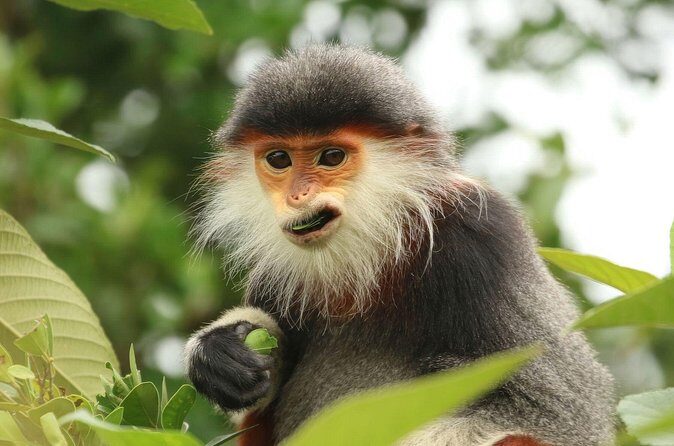 Red-shanked Douc - Private Motorbike Tour - A Final Word