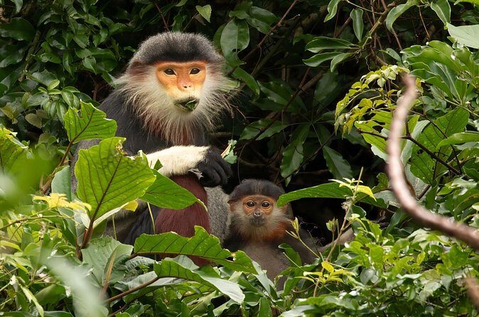 Red-shanked Douc - Private Motorbike Tour - FAQ