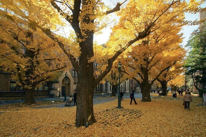 Red, Yellow and Brown - Visit autumn leaves spots in Tokyo - Summary: Who Will Find This Tour Most Valuable?