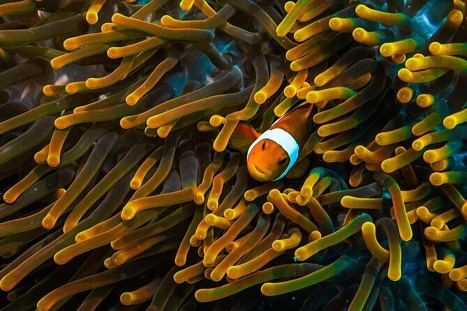 Redang Island Scuba Diving for Beginners - Final Thoughts: Who Should Consider This Tour?