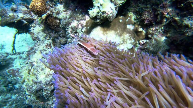 RedRiverTour - Discovery 3 Islets, Snorkeling By Speedboat - Practical Details and Considerations