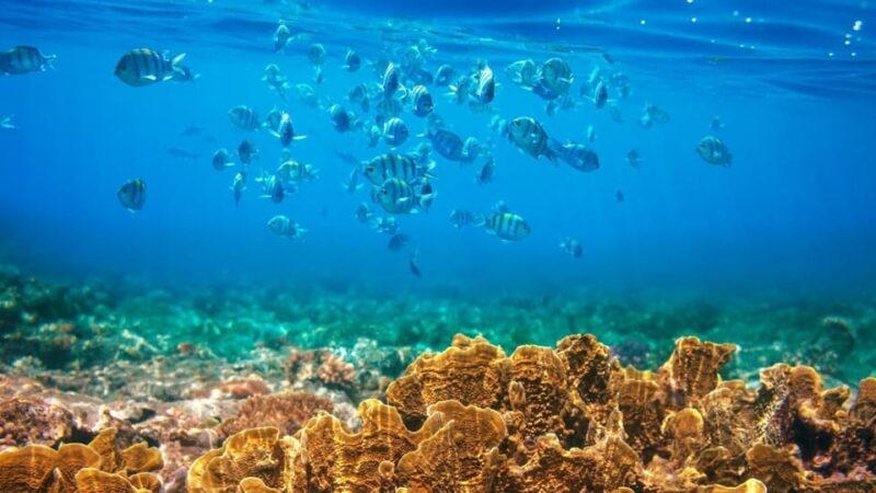 RedRiverTour-Discovery 3 Islets, Snorkeling &Fishing By Boat - What You Can Expect from This Tour