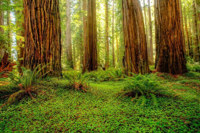 Redwood National and State Parks Self-Guided Audio Driving Tour - Itinerary Breakdown: A Detailed Look at Stops