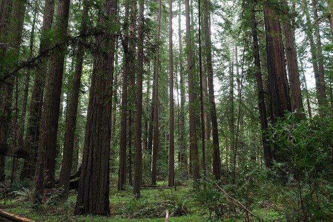 Redwood National and State Parks Self-Guided Audio Driving Tour - The Sum Up: Is This Tour Right for You?