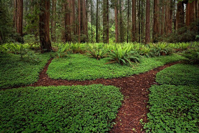 Redwood National and State Parks Self-Guided Audio Driving Tour - FAQ