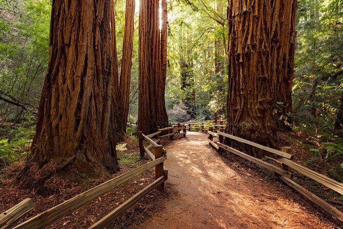 Redwood Retreat: Tour to Muir Woods from San Francisco - The Charm of Sausalito