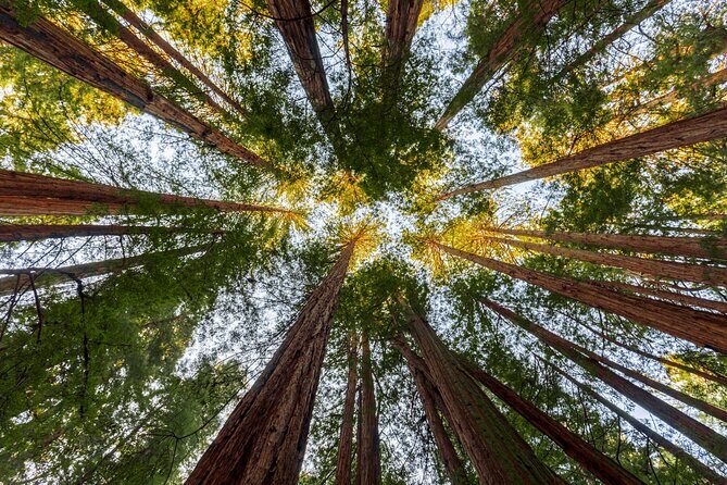 Redwood Retreat: Tour to Muir Woods from San Francisco - Is the Price Worth It?
