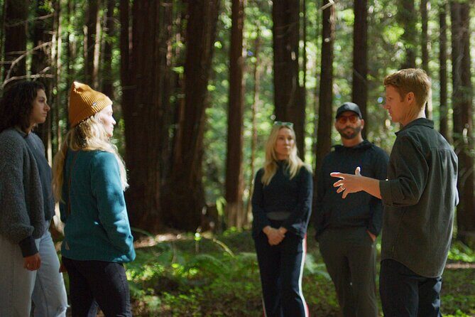 Redwoods Forest Bathing - Introduction