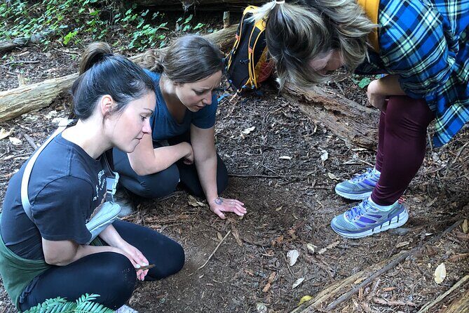 Redwoods Forest Bathing - FAQ